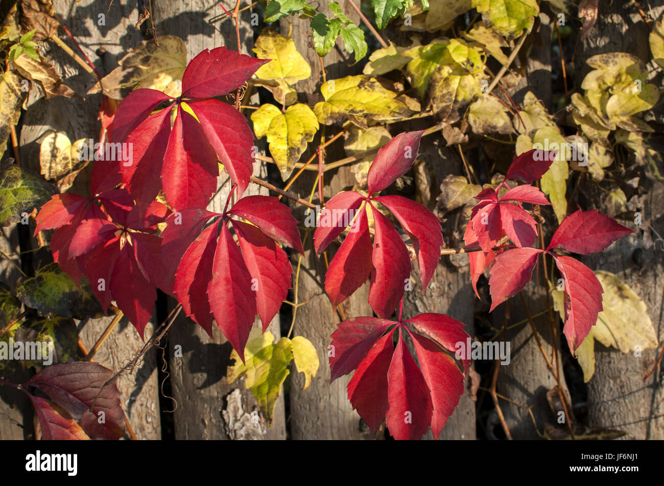 Feuilles de couleur rouge Banque de photographies et d’images à haute ...