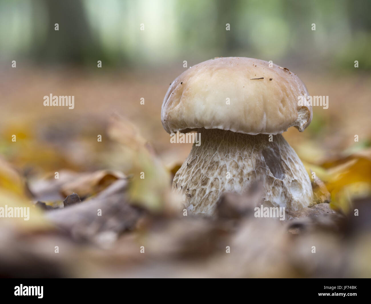 Bitter bolete Banque de photographies et d’images à haute résolution ...