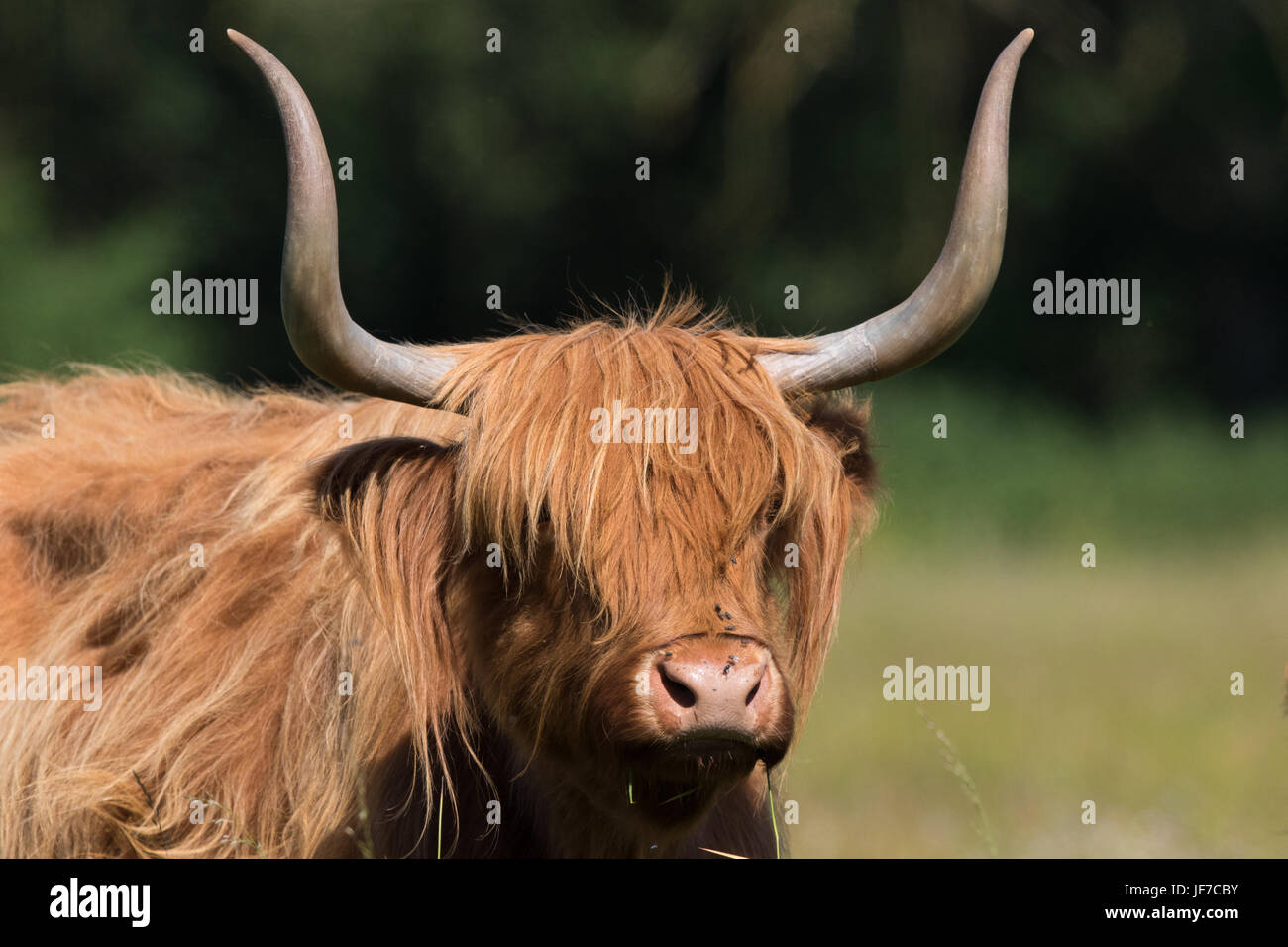 Bos taurus Banque de photographies et d’images à haute résolution - Alamy