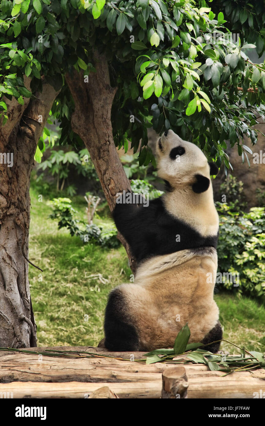 Panda profile Banque de photographies et d’images à haute résolution ...