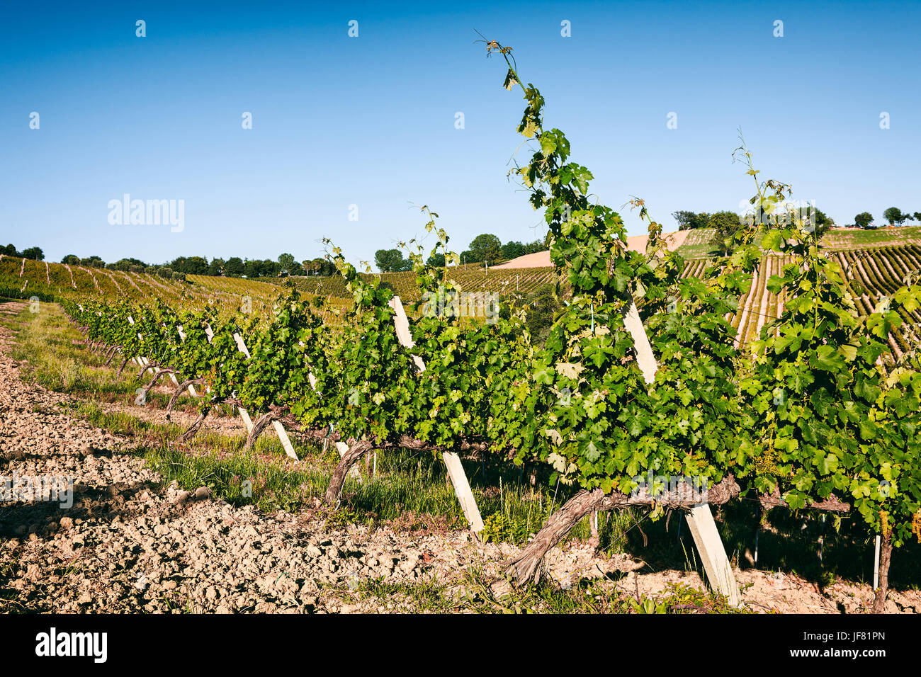 Champs de vignes Banque de photographies et d’images à haute résolution ...