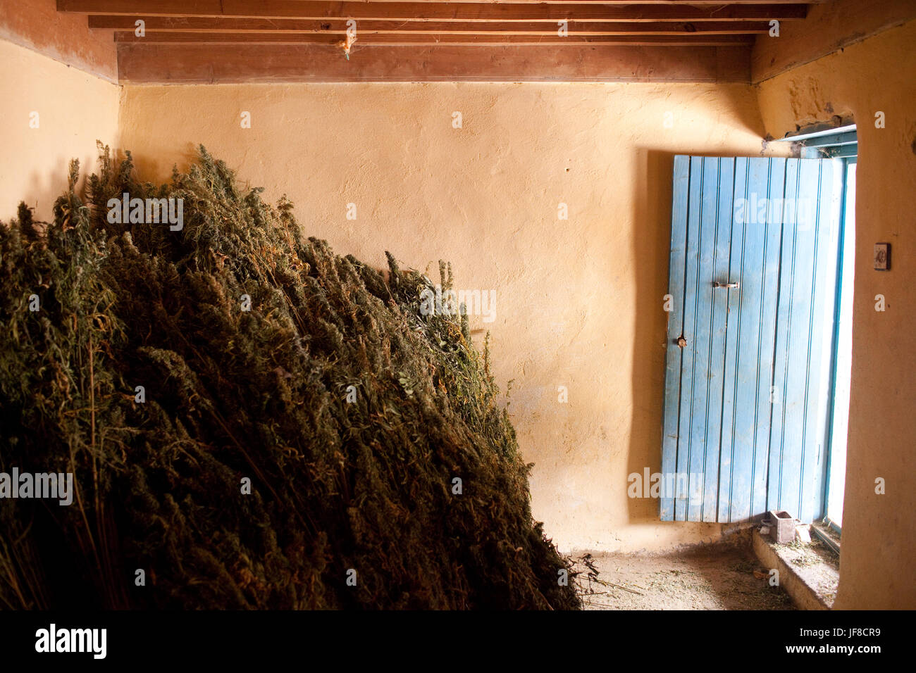 Rif mountains morocco cannabis Banque de photographies et d’images à ...