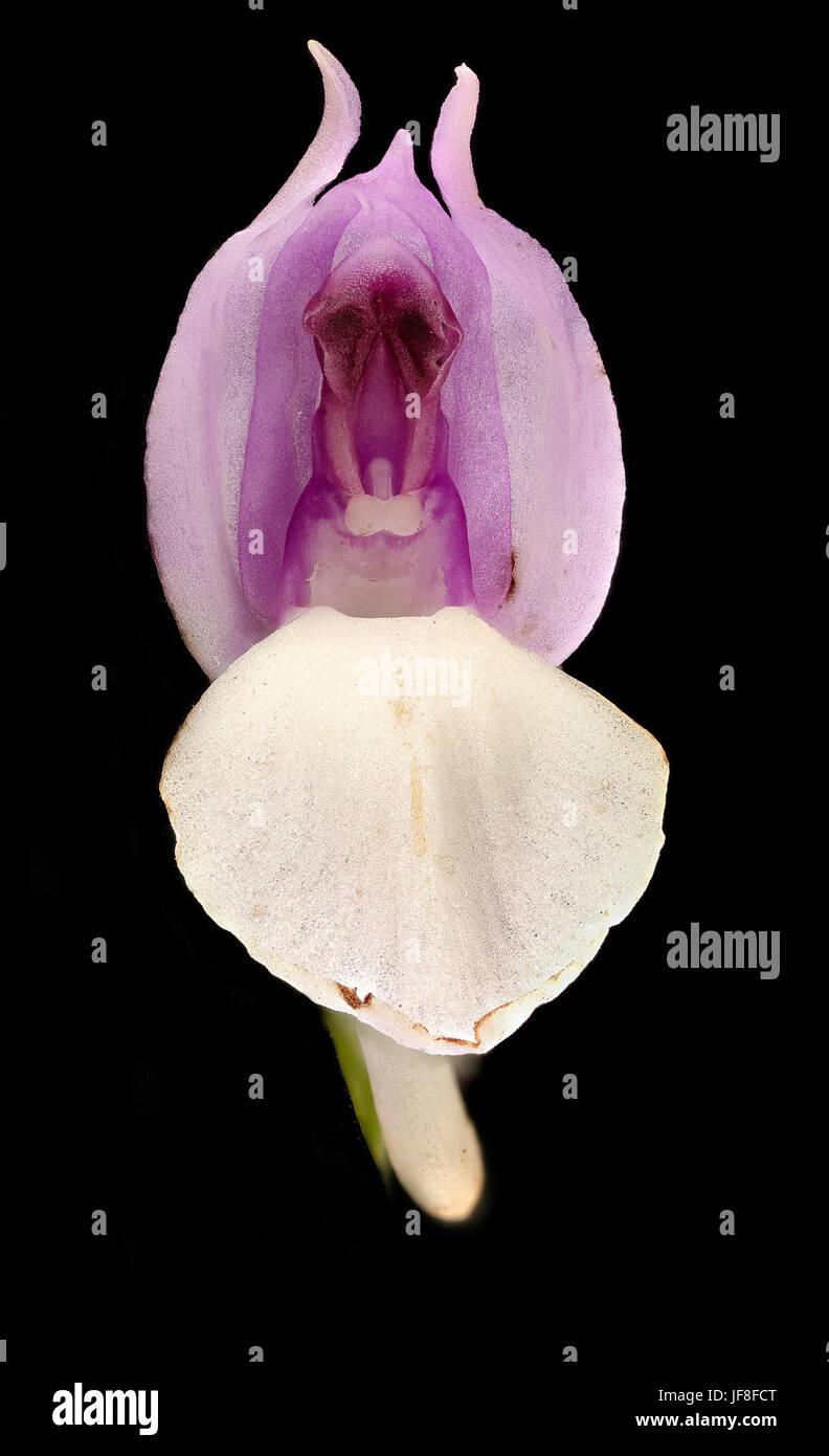 Galearis spectabilis orchis spectabilis Banque de photographies et d ...