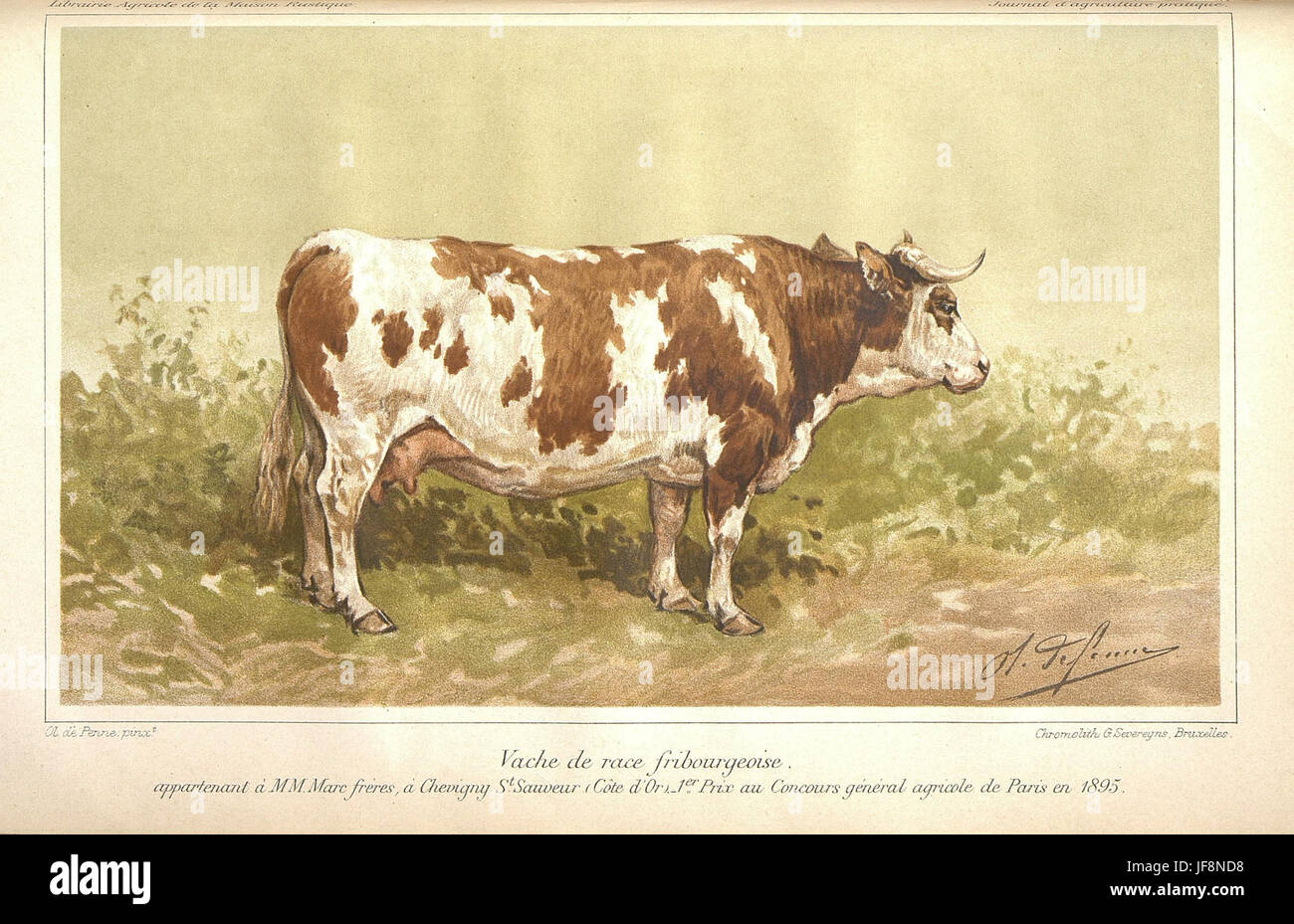 Fribourg Breed vache 33308141831, Fribourg Cattle, BIBAGRI, Historical Agricultural Library ...