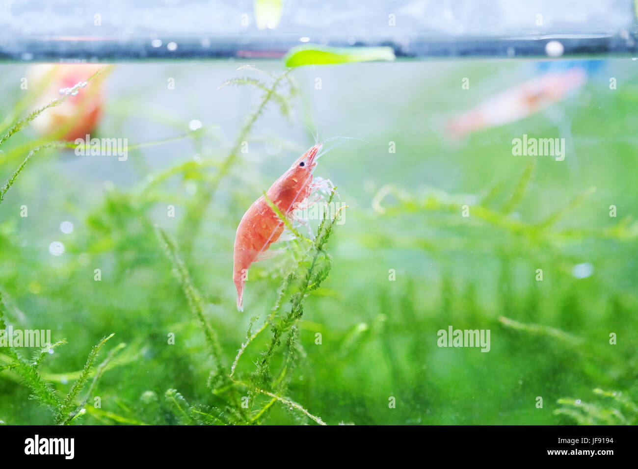 Crevette cerise rouge neocaridina Banque de photographies et d’images à ...
