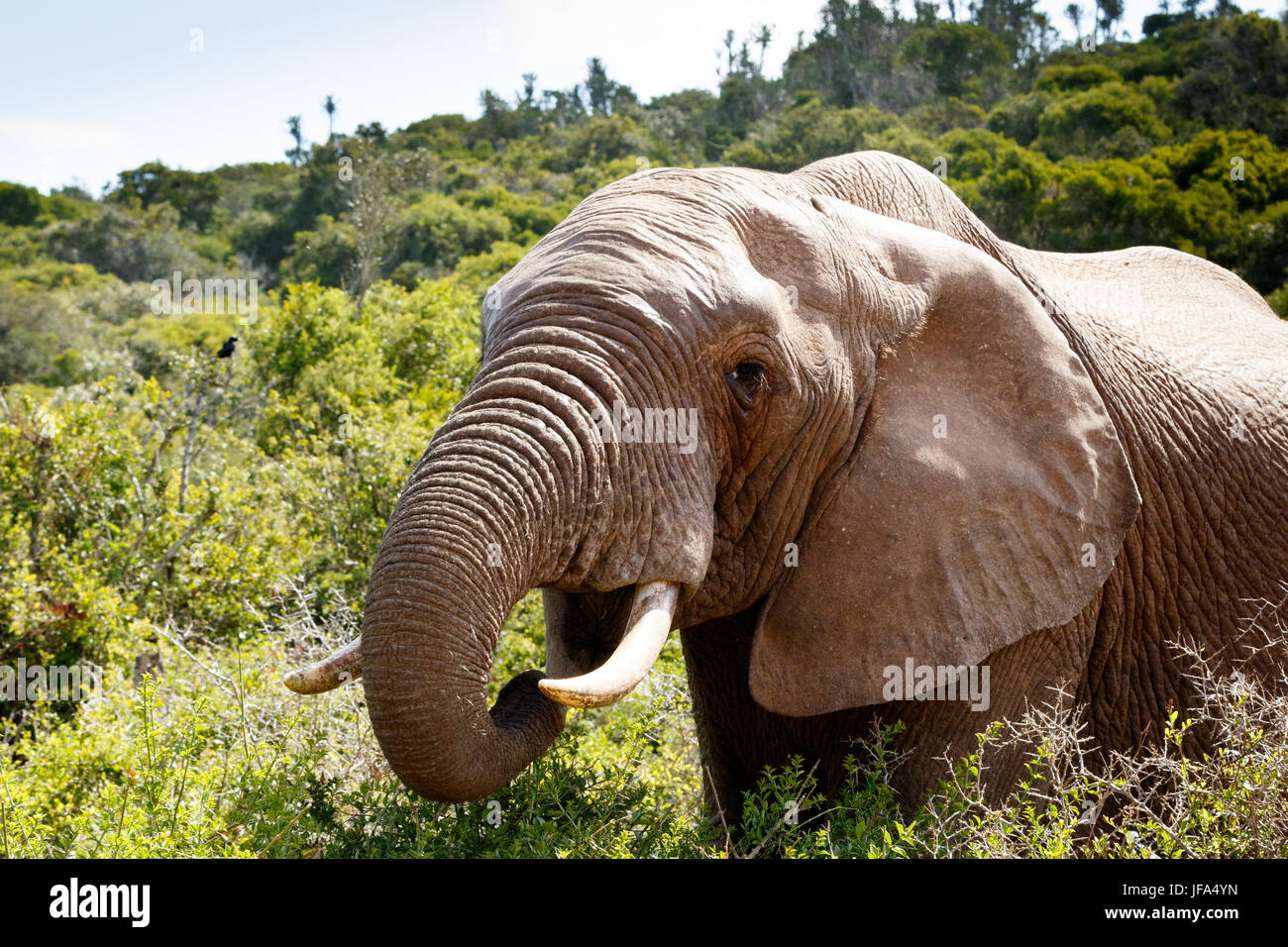 African bush elephants Banque de photographies et d’images à haute ...