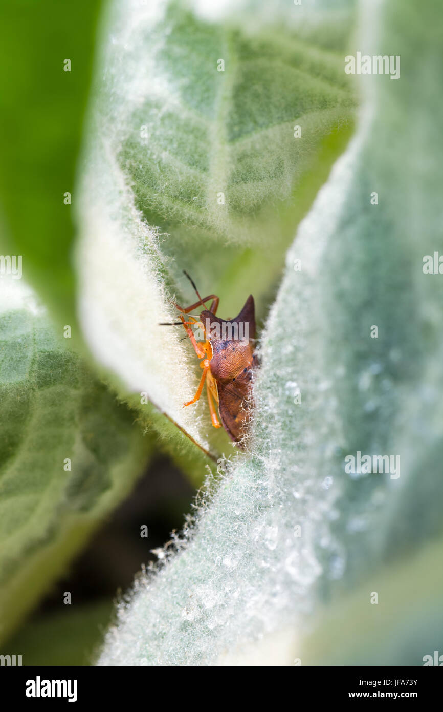 Le bugue Banque de photographies et d’images à haute résolution - Alamy