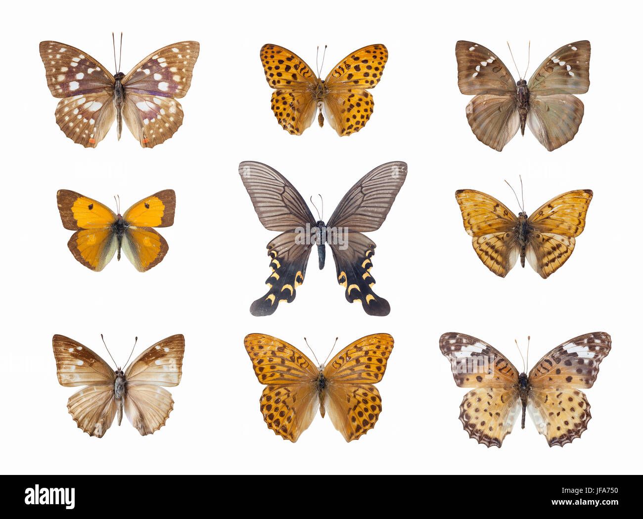 Insectes animaux papillon Banque d'images détourées - Alamy