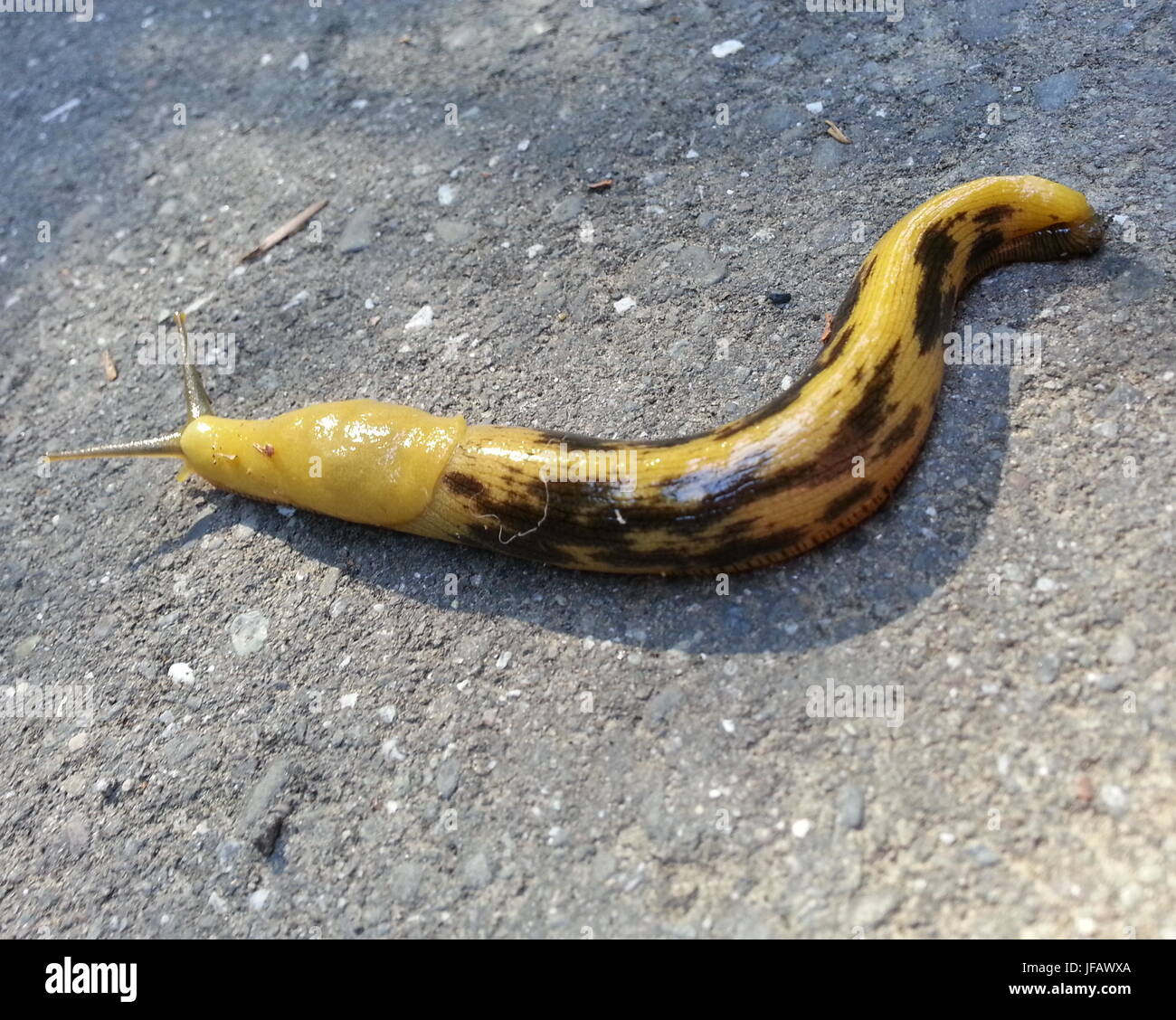 Taches de banane Banque de photographies et d’images à haute résolution ...