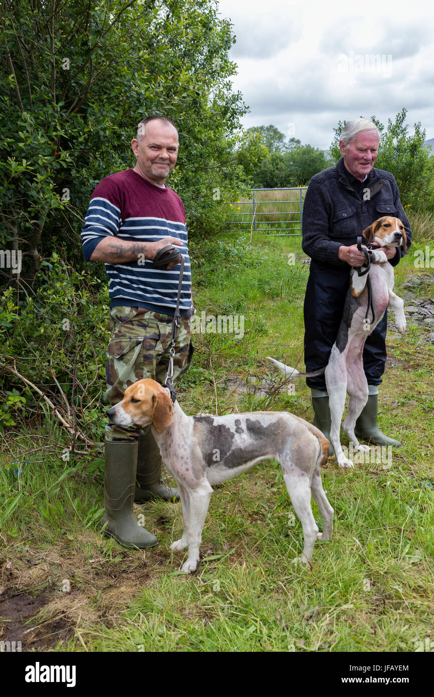 Kerry beagle Banque de photographies et d’images à haute résolution - Alamy