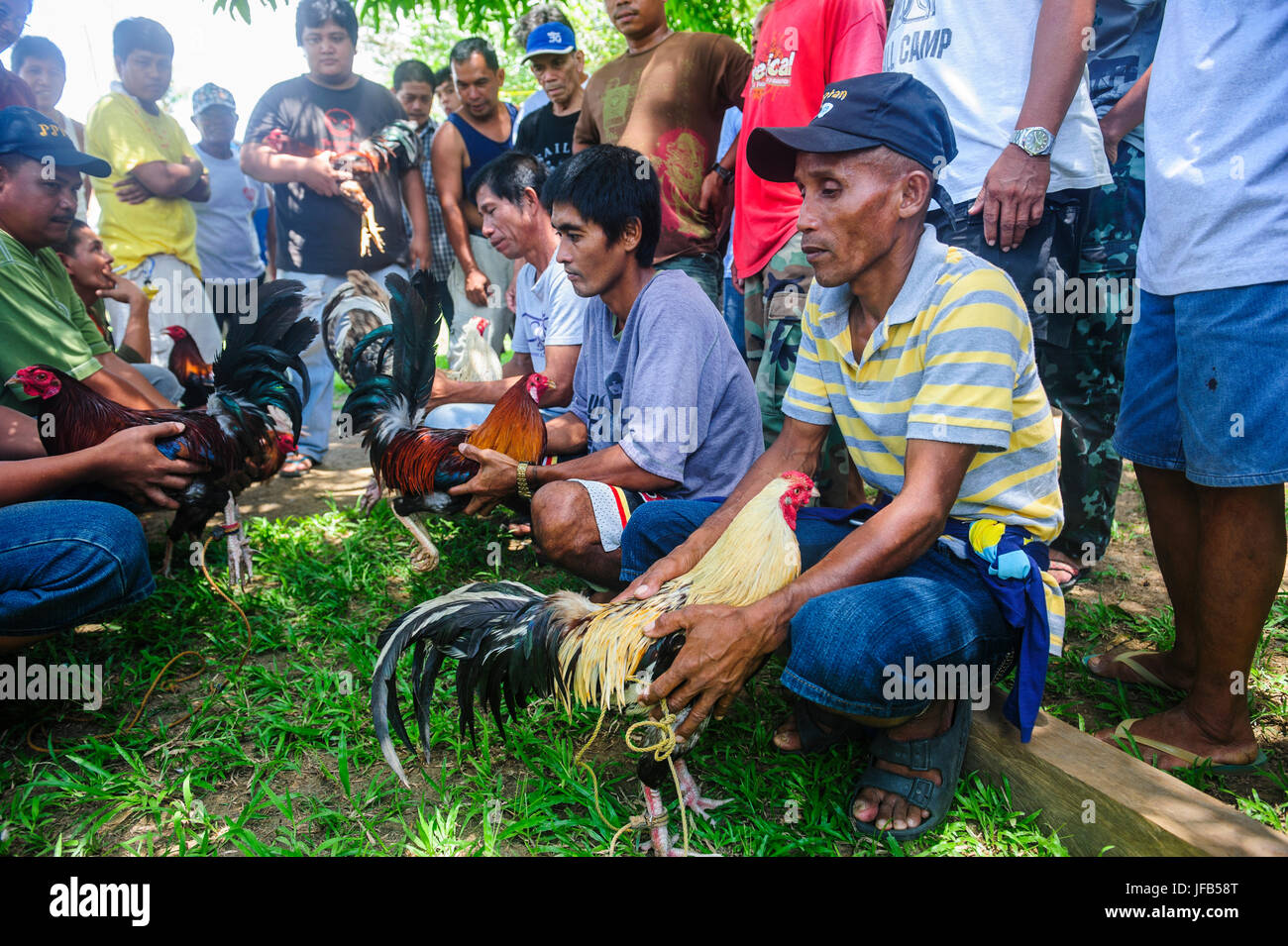 Le combat de coq Banque de photographies et d’images à haute résolution ...