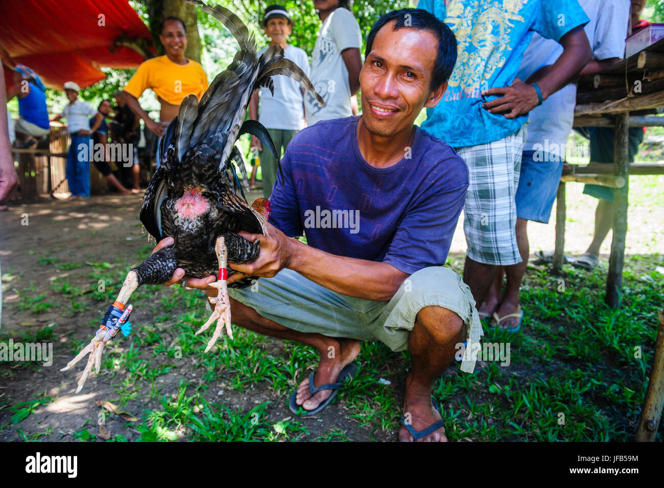Chicken cockfight Banque de photographies et d’images à haute ...