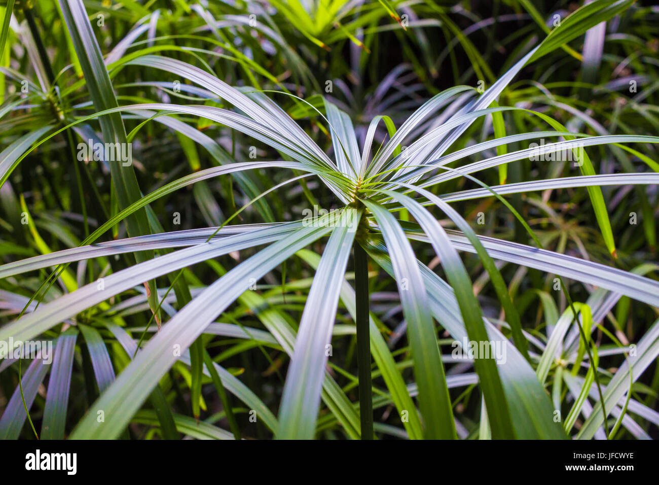 Papier ou papyrus cyperus papyrus Banque de photographies et d’images à ...
