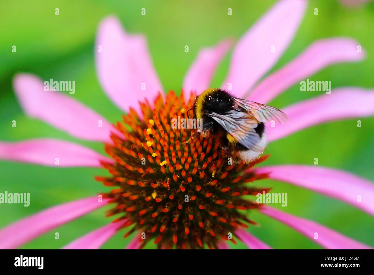 Humble bee Banque de photographies et d’images à haute résolution - Alamy