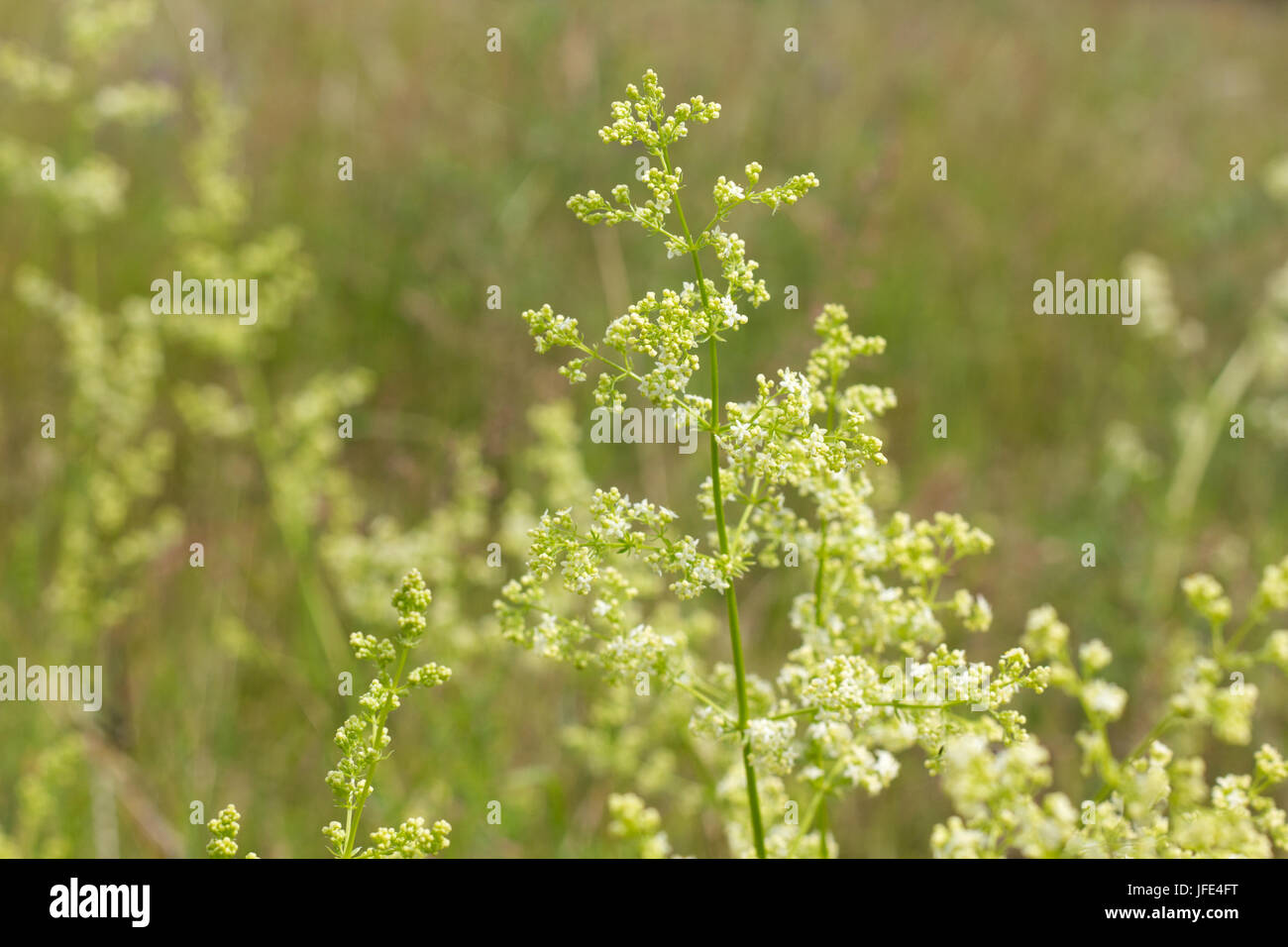 Fleurs de garance Banque de photographies et d’images à haute ...
