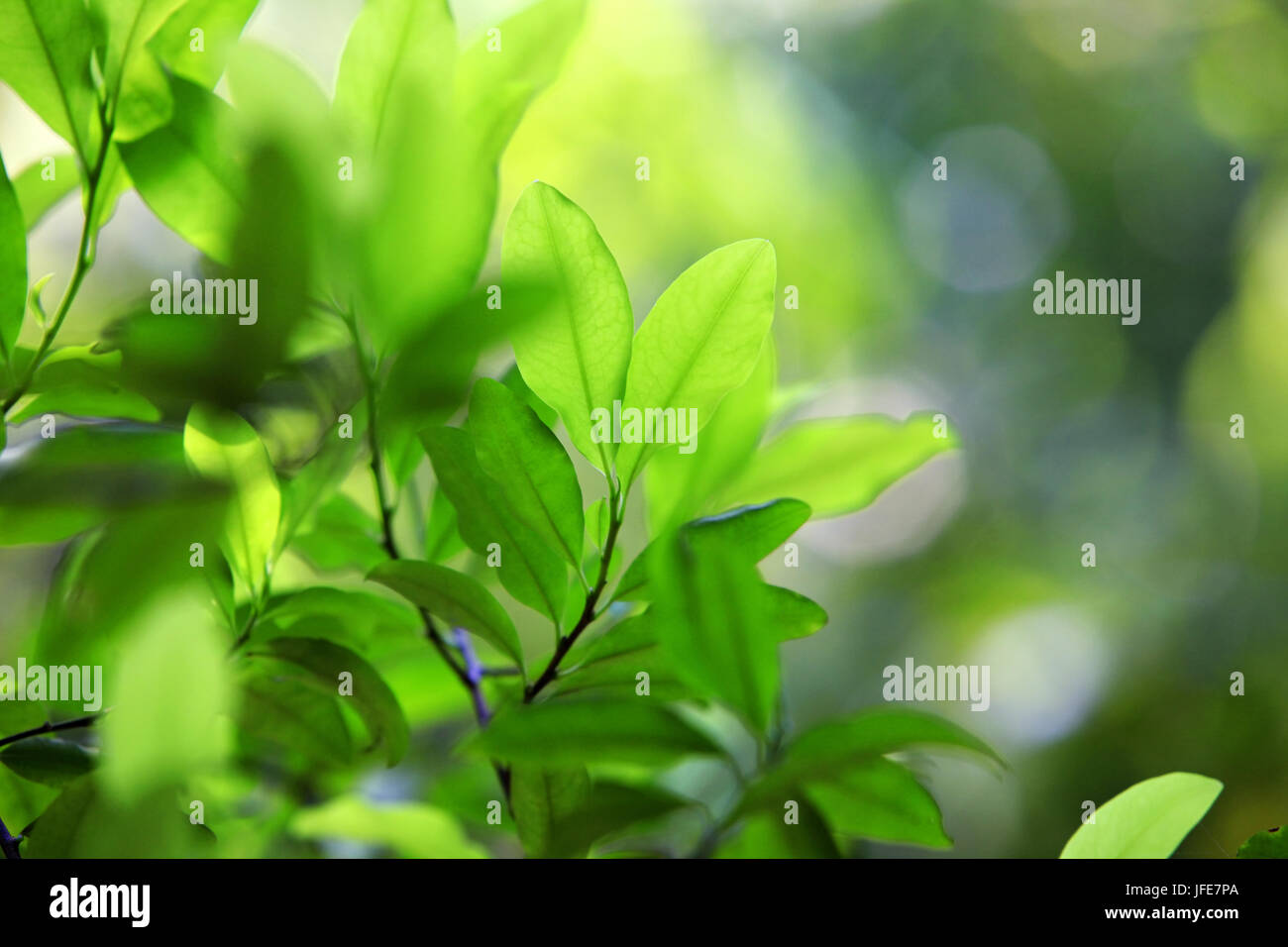 Plante de coca Banque de photographies et d’images à haute résolution ...