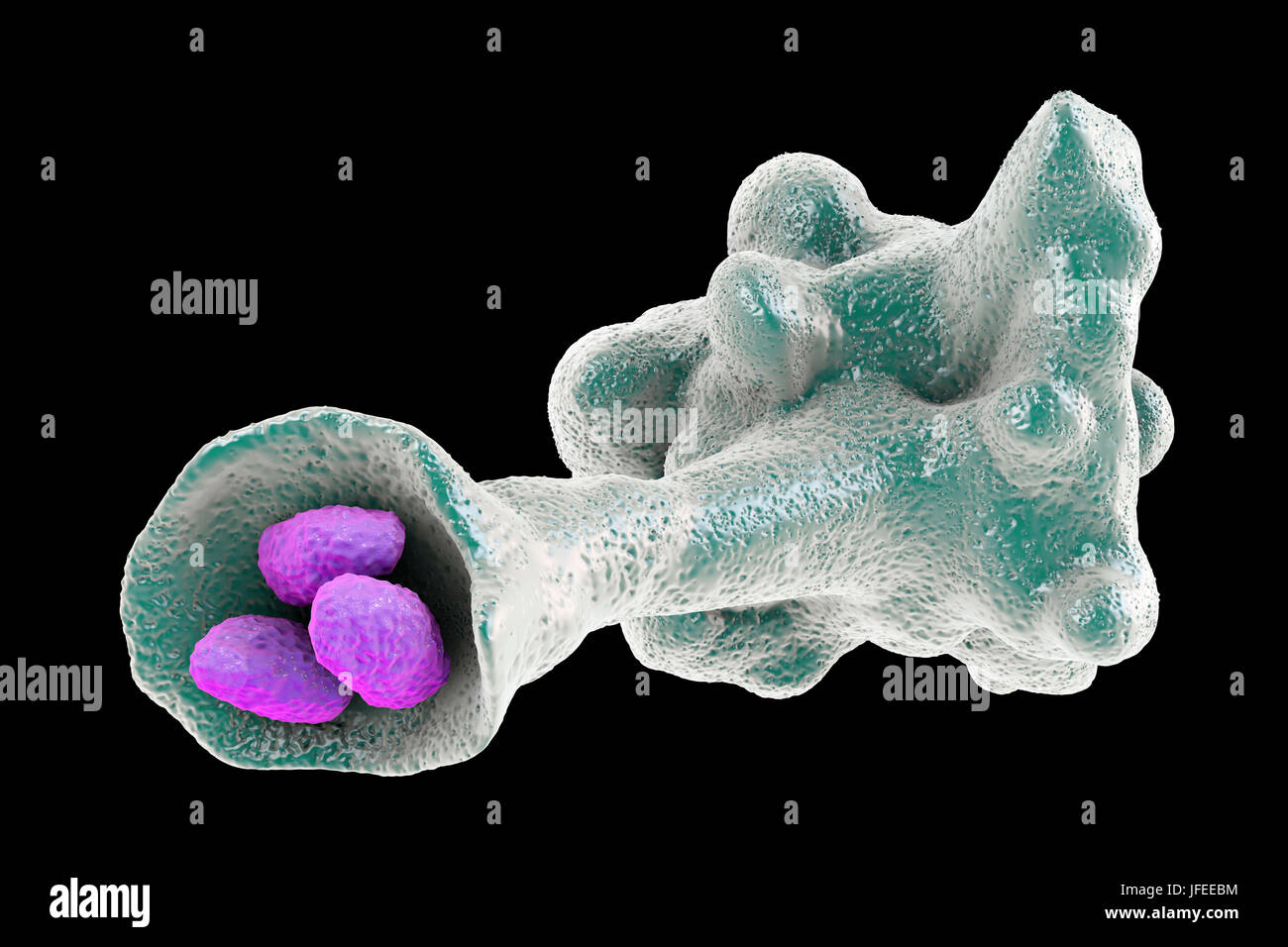 Amibe en train de se nourrir Banque de photographies et d’images à ...