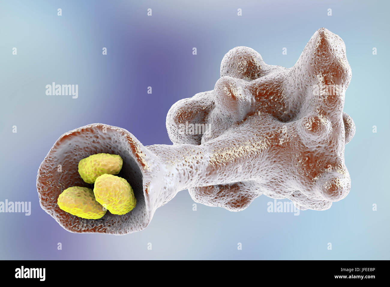 Amibe en train de se nourrir Banque de photographies et d’images à ...