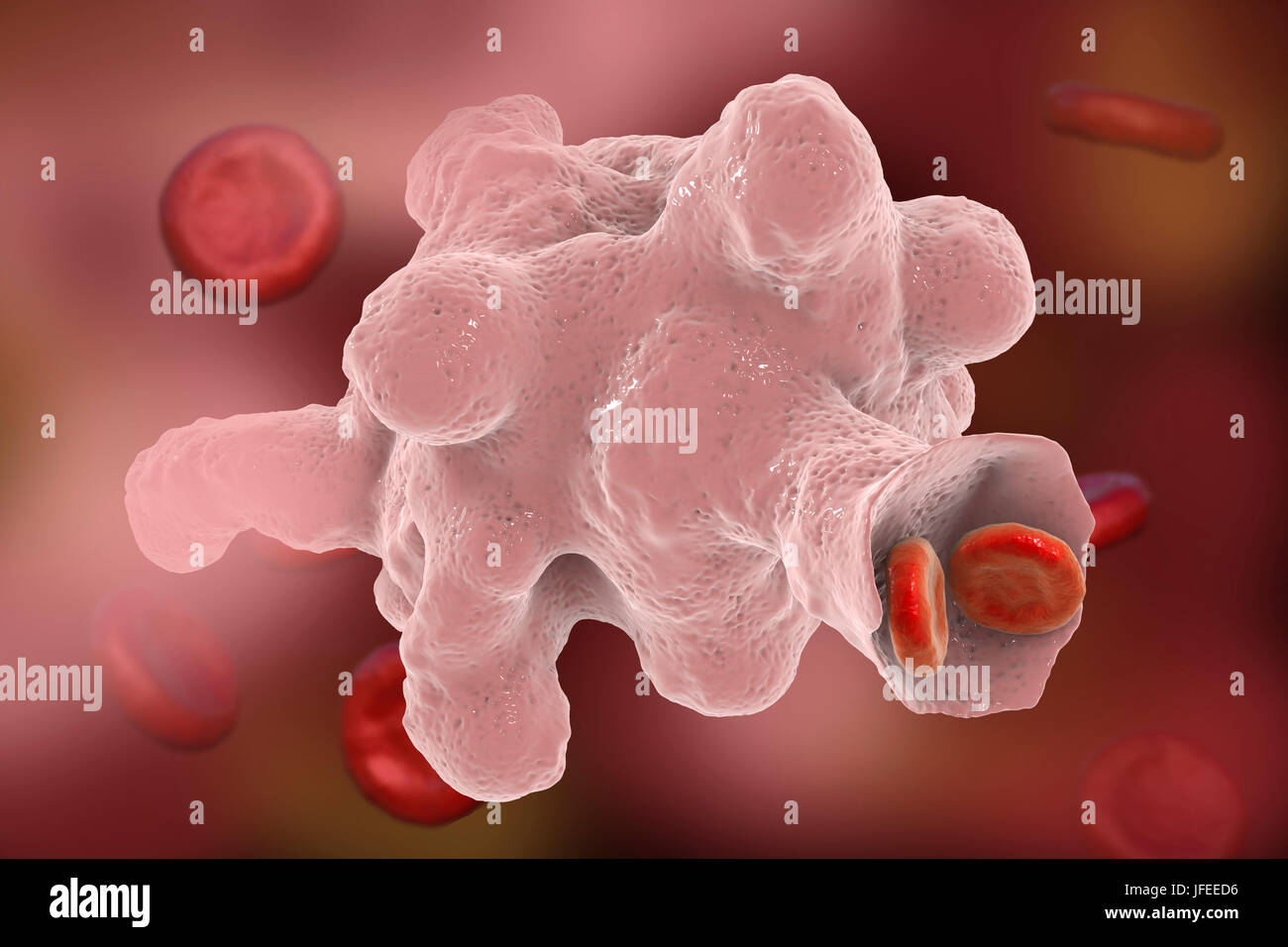 Kystes du protozoaire entamoeba histolytica Banque de photographies et ...