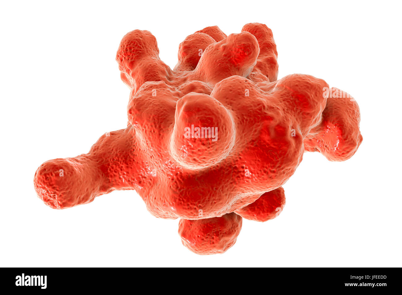 Amibe parasitaire (Entamoeba histolytica) qui envahit les globules ...