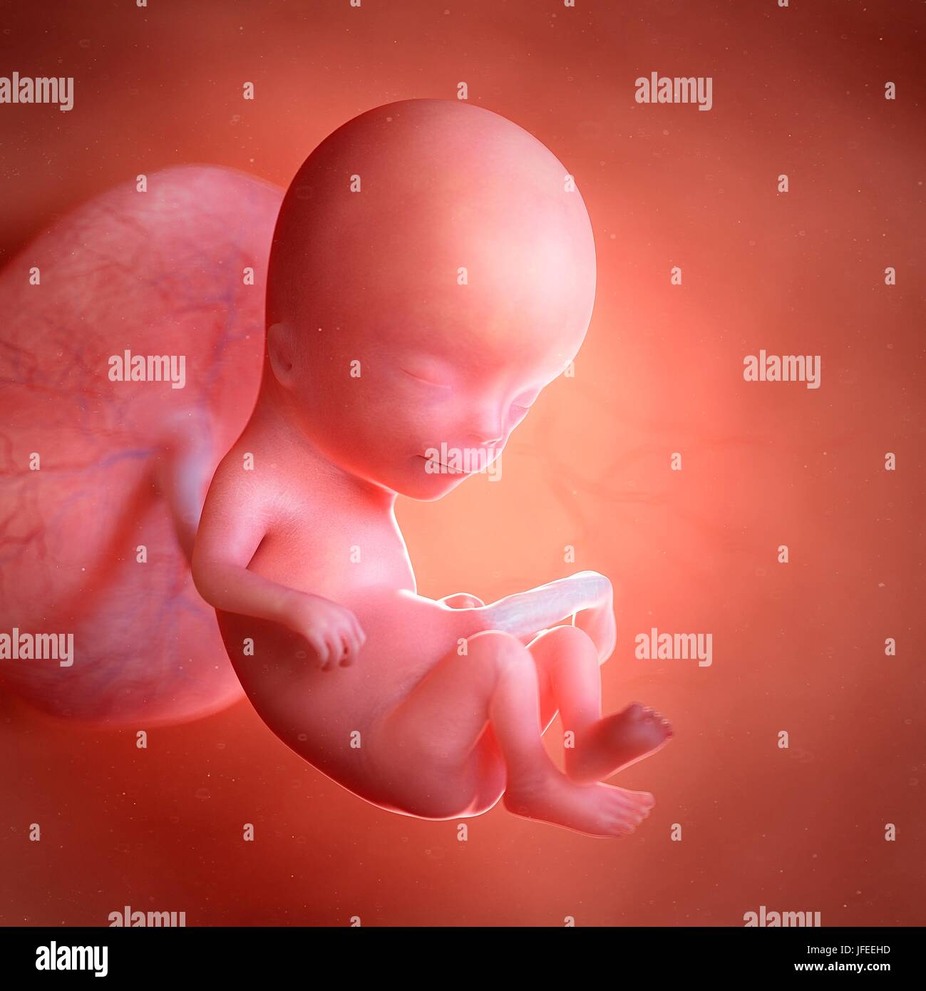 Foetus à 12 semaines Banque de photographies et d’images à haute ...