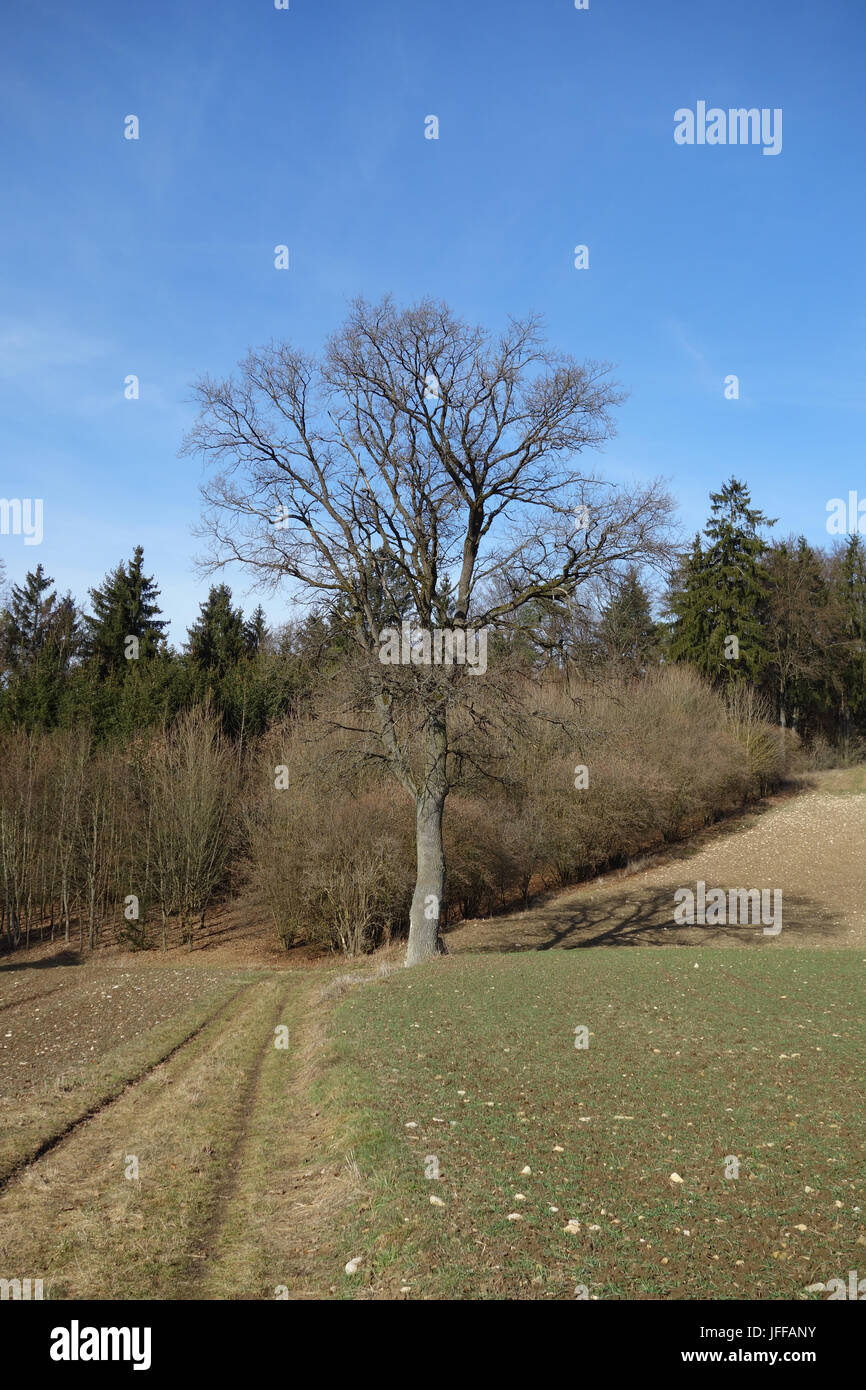 Quercus robur flower Banque de photographies et d’images à haute ...