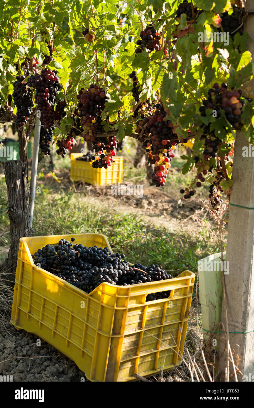 Grappes de raisins Banque de photographies et d’images à haute résolution - Alamy