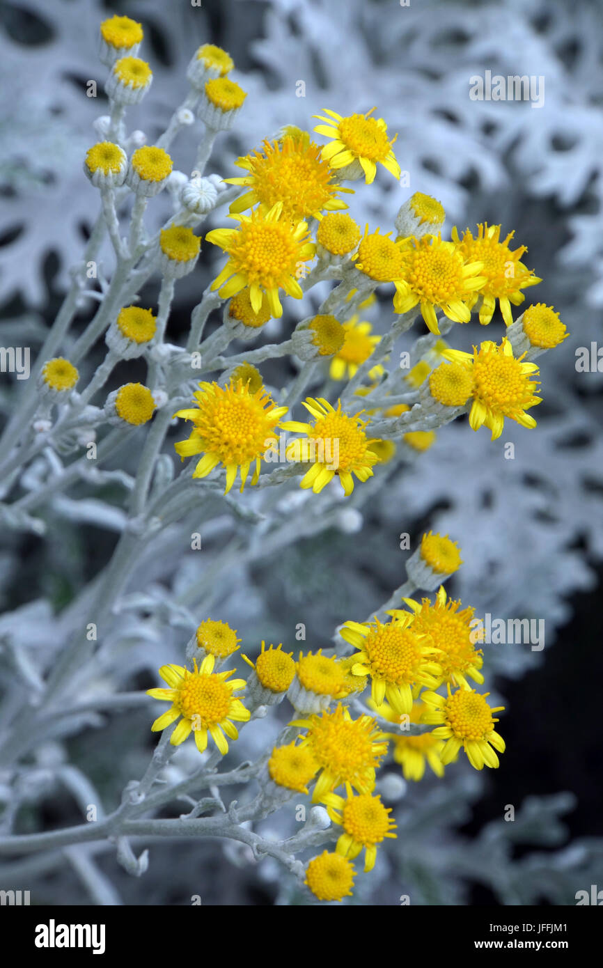 Silver ragwort Banque de photographies et d’images à haute résolution ...