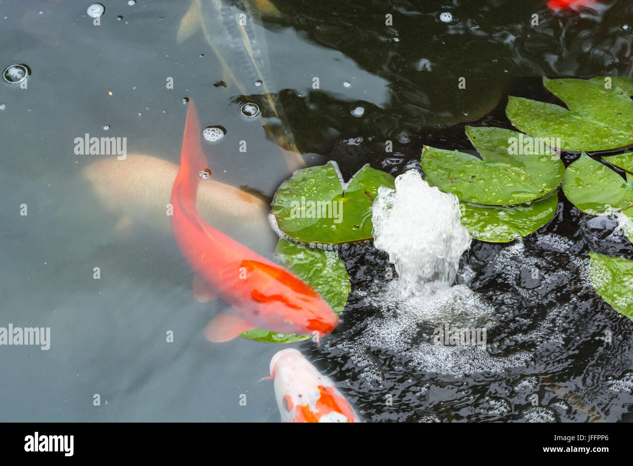 élevage de poissons d'étang Banque de photographies et d’images à haute ...