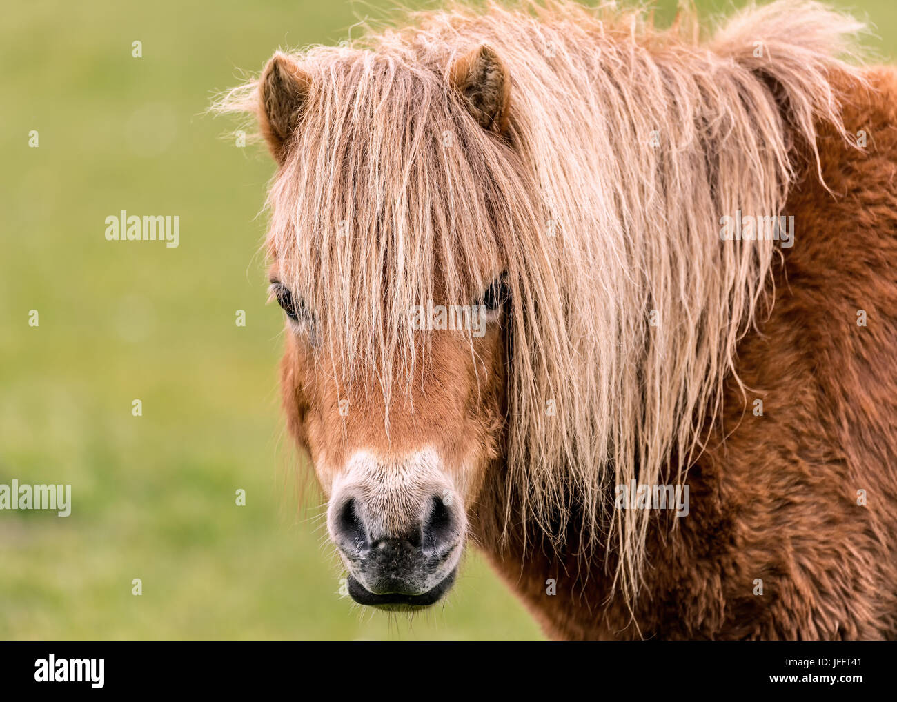 Mini cheval Banque de photographies et d’images à haute résolution - Alamy