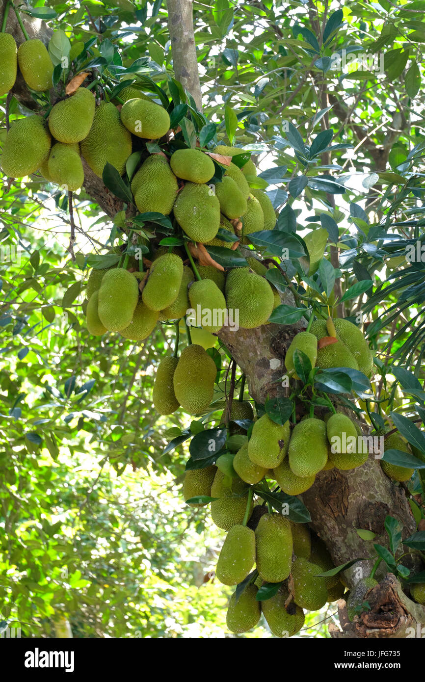 Jacquier tree fruit Banque de photographies et d’images à haute ...