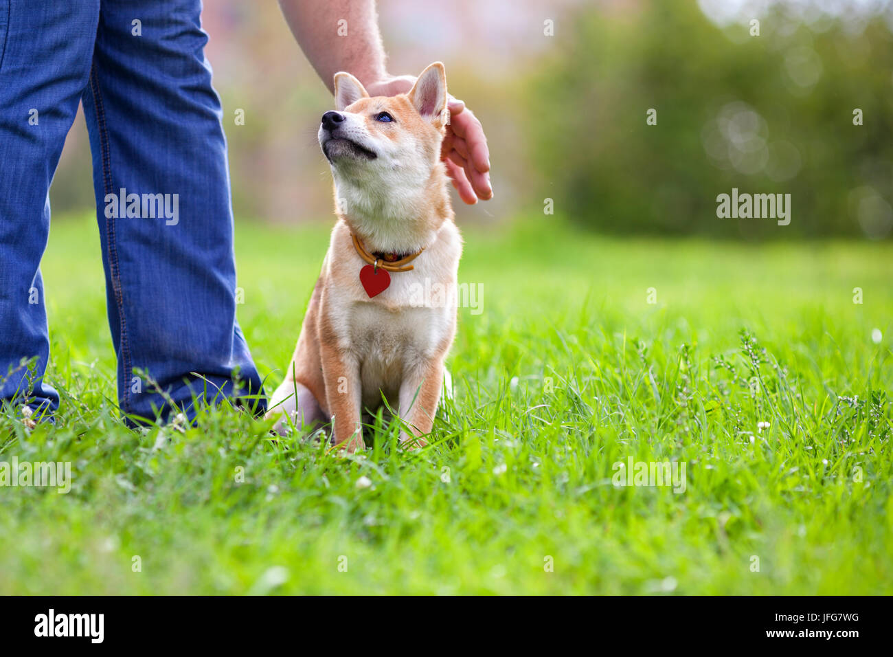 Parc de shiba Banque de photographies et d’images à haute résolution - Alamy