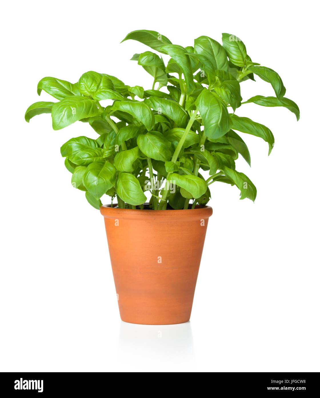 Plante aromatique sur fond blanc Banque de photographies et d’images à ...
