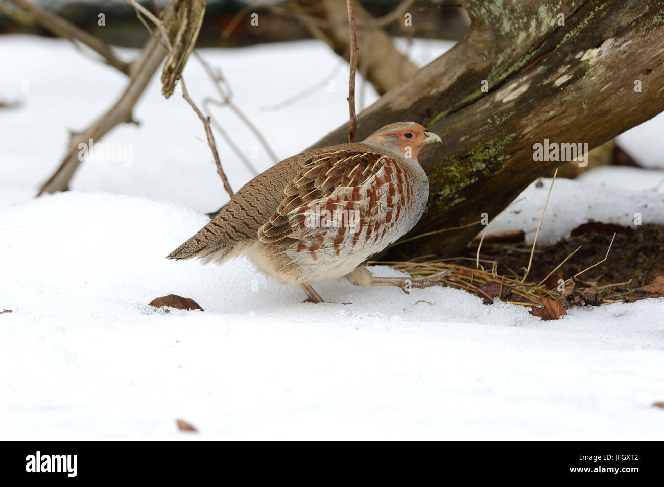 Perdrix des neiges Banque de photographies et d’images à haute ...