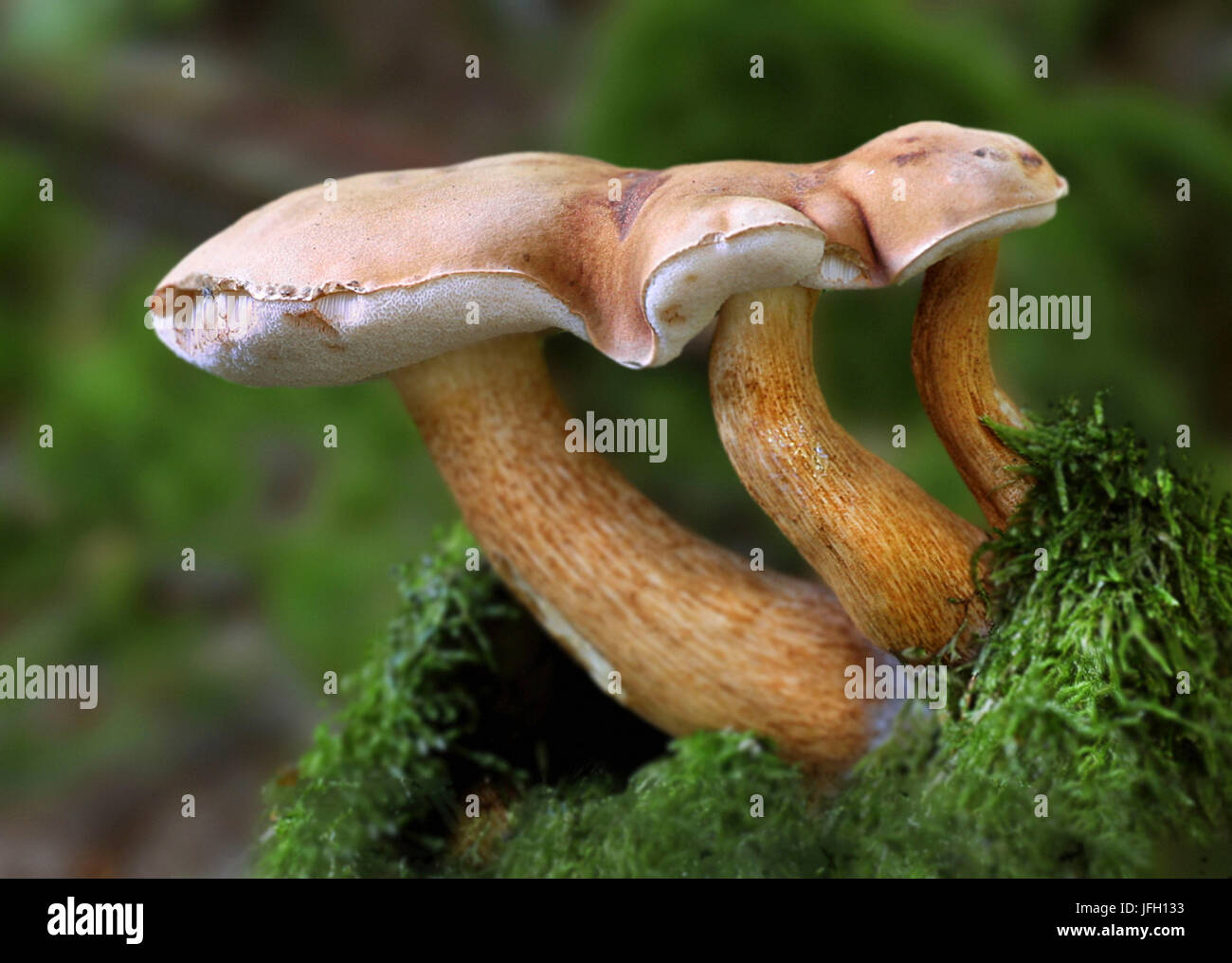 Bolet amer Banque de photographies et d’images à haute résolution ...