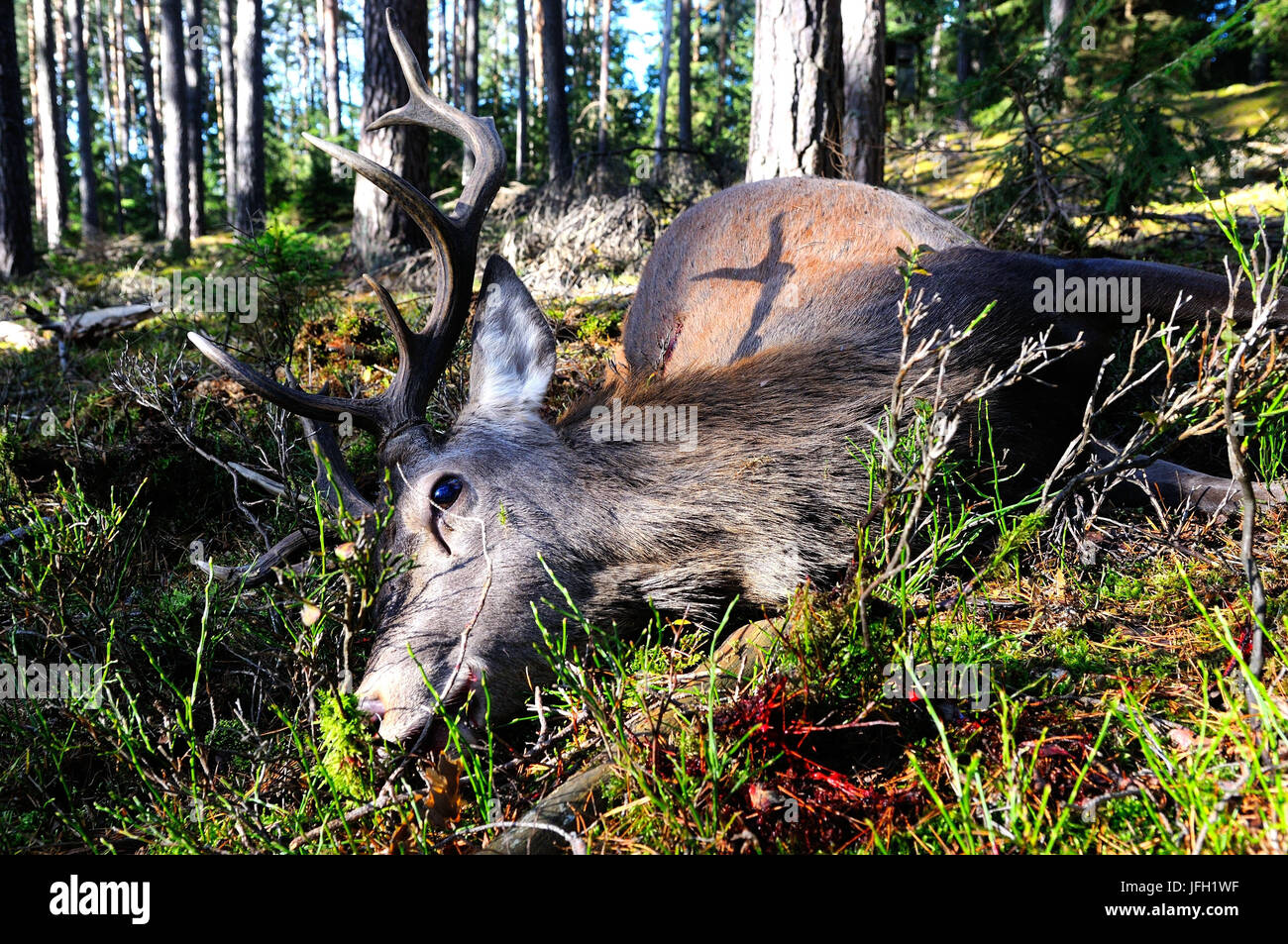 Chasse aux battues Banque de photographies et d’images à haute ...