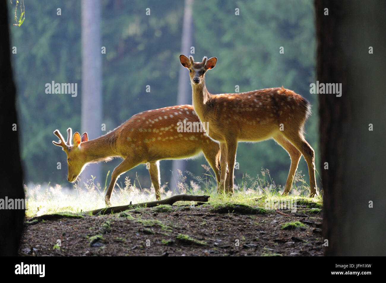 Sika game Banque de photographies et d’images à haute résolution - Alamy
