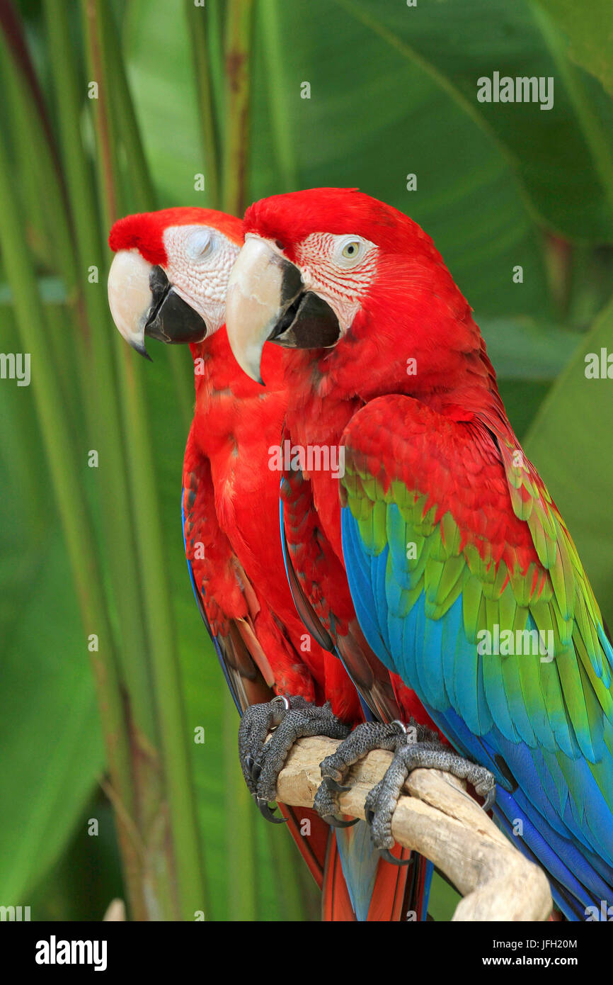Ara rouge-lumière, couple sur branch, Ara macao, l'Amérique du Sud ...