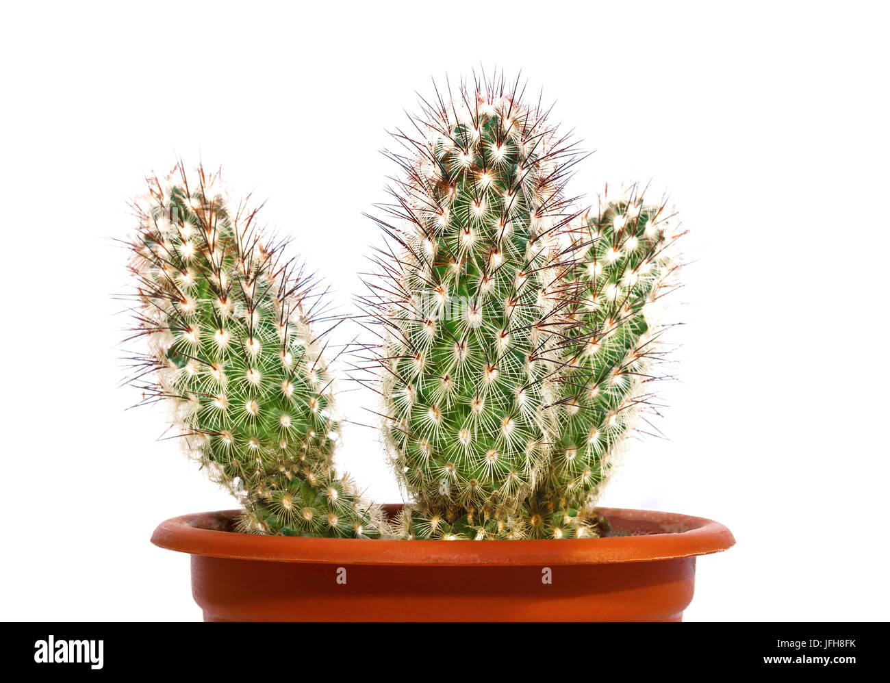 Cactus piquant Banque de photographies et d’images à haute résolution ...