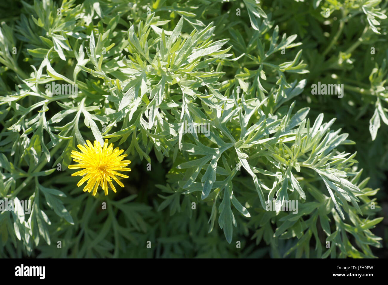 Fleur d'absinthe Banque de photographies et d’images à haute résolution ...