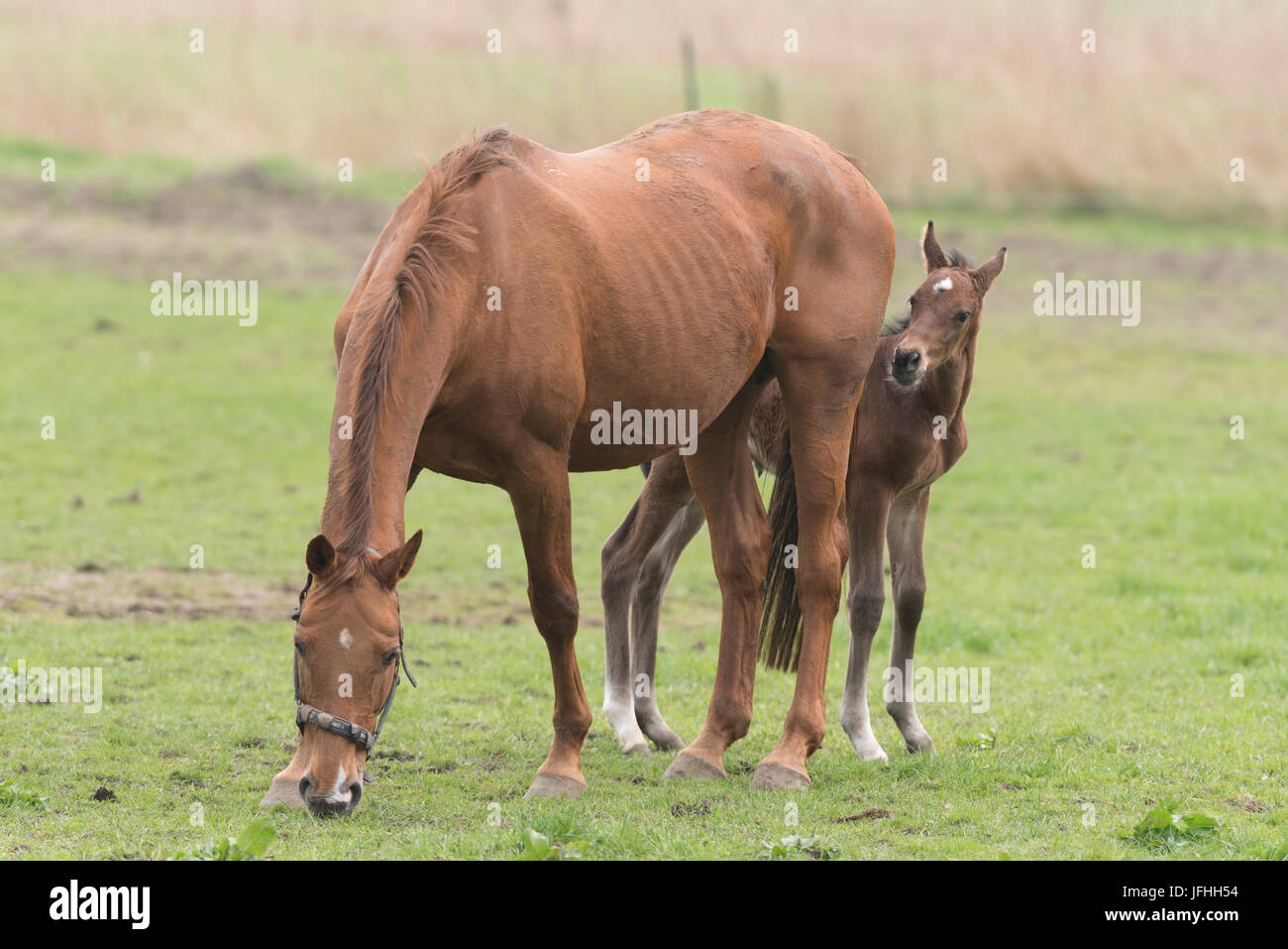 Poulain femelle Banque de photographies et d’images à haute résolution ...