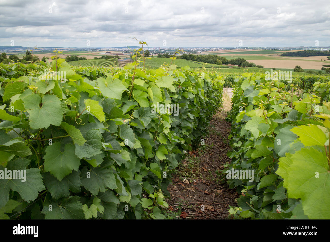 Paysage de vignoble en france Banque de photographies et d’images à ...