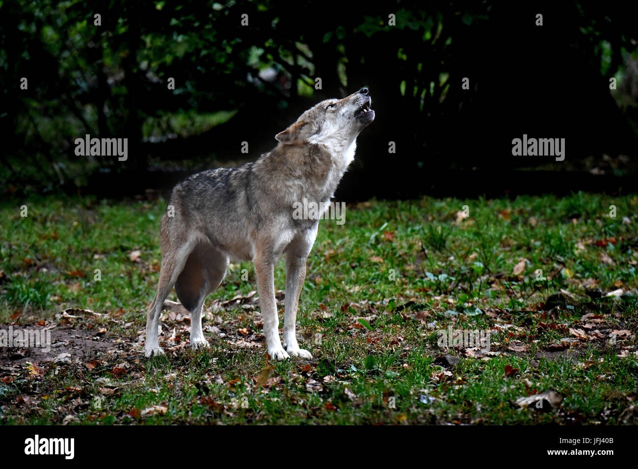 Loup hurlant Banque de photographies et d’images à haute résolution - Alamy