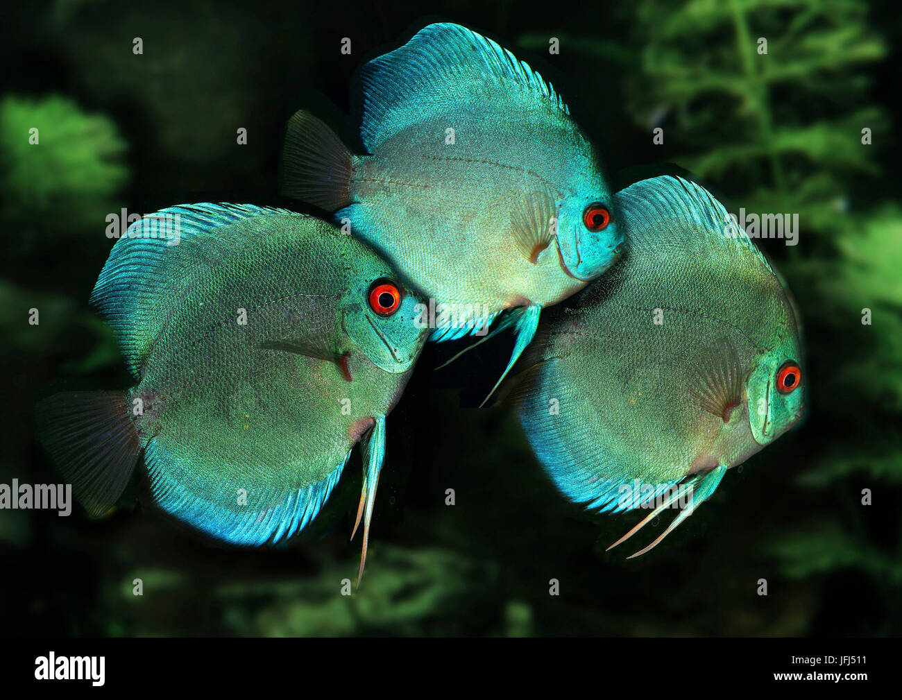 Discus bleu Banque de photographies et d’images à haute résolution - Alamy