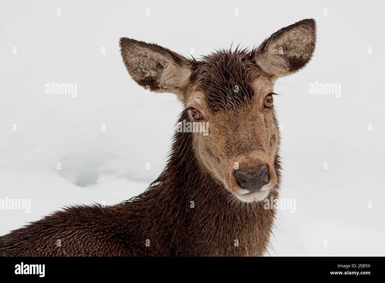 Chevreuil femelle Banque de photographies et d’images à haute ...