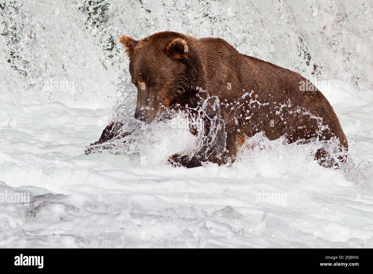 Ours brun la pêche de saumons en Alaska Photo Stock - Alamy