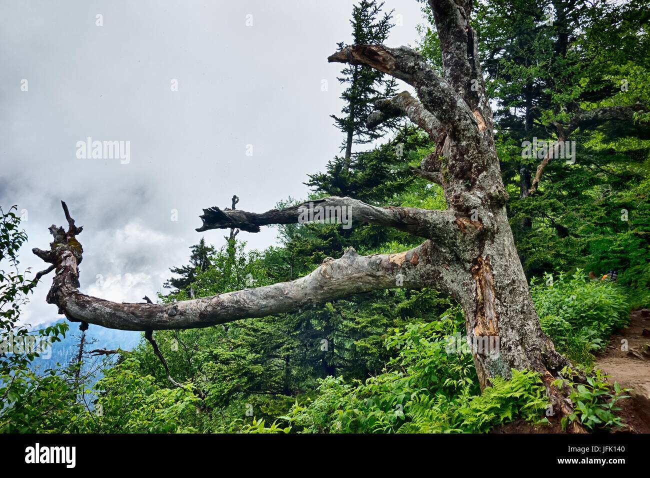 Coulisses le long sentier des Appalaches dans la région de Great Smoky ...