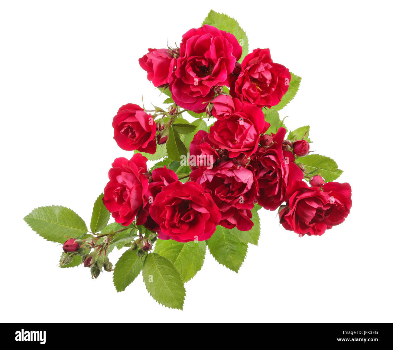 Cluster of red roses Banque d'images détourées - Alamy