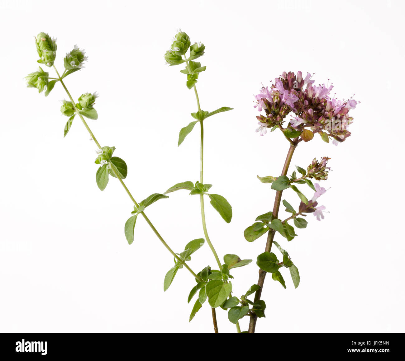 Herbes aux fleurs Banque de photographies et d’images à haute ...