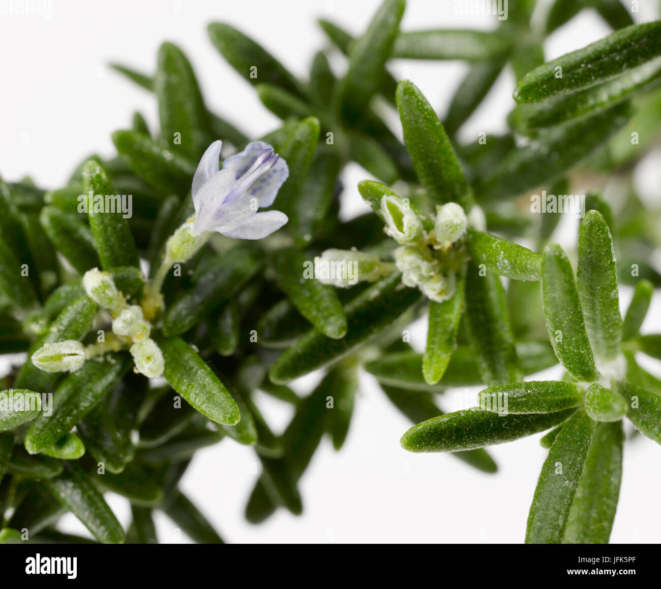 Feuilles de romarin Banque de photographies et d’images à haute ...